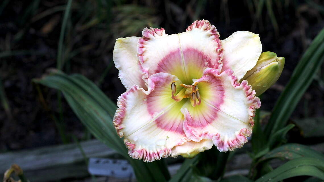 Growing something new every day, Biloxi man hybridizes daylilies ...