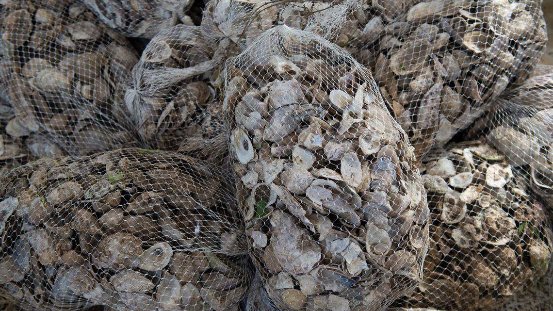 How oyster shells shape South Carolina’s coastal ecosystem | Hilton ...