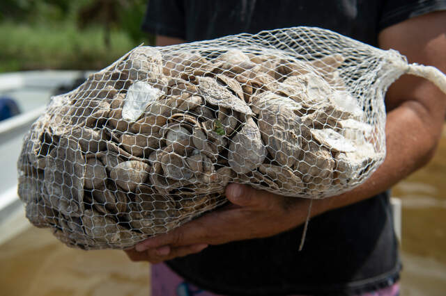 How oyster shells shape South Carolina’s coastal ecosystem | Hilton ...