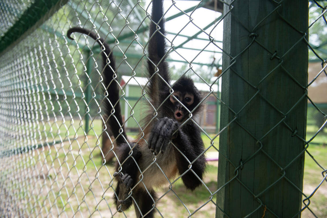 New Gulf Coast Primate Sanctuary has started taking in primates ...