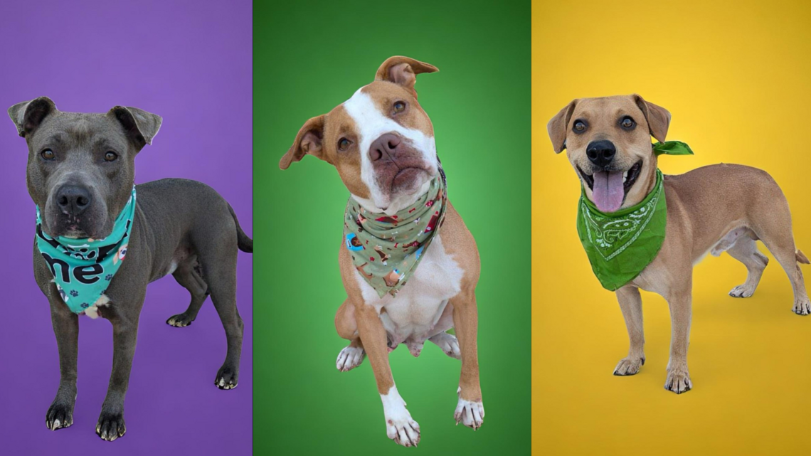 Tito’s & Humane Society of South MS launch dog fundraiser | Biloxi Sun ...